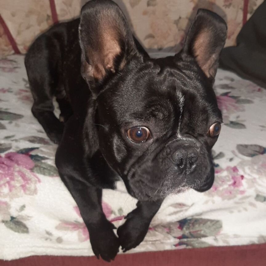 Французский бульдог вязка