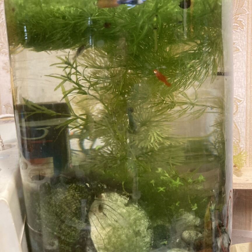 Рыбки с растениями