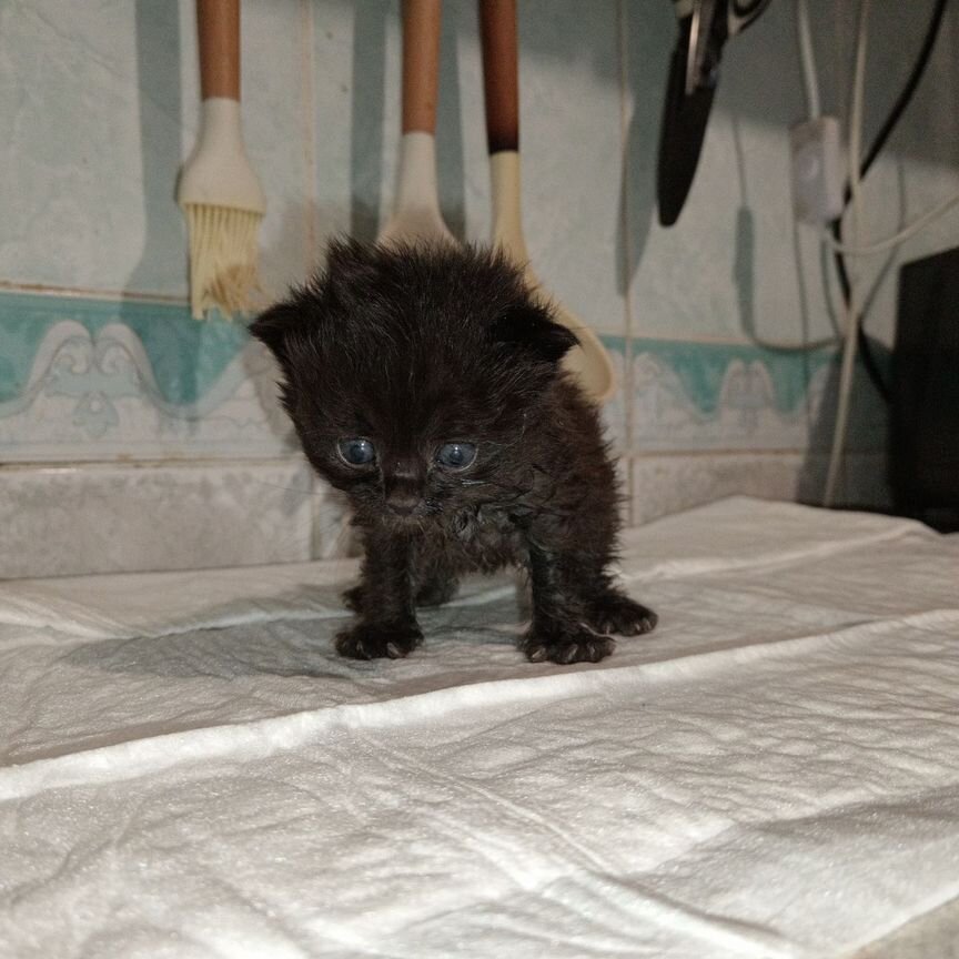 Отдадим котят в добрые руки