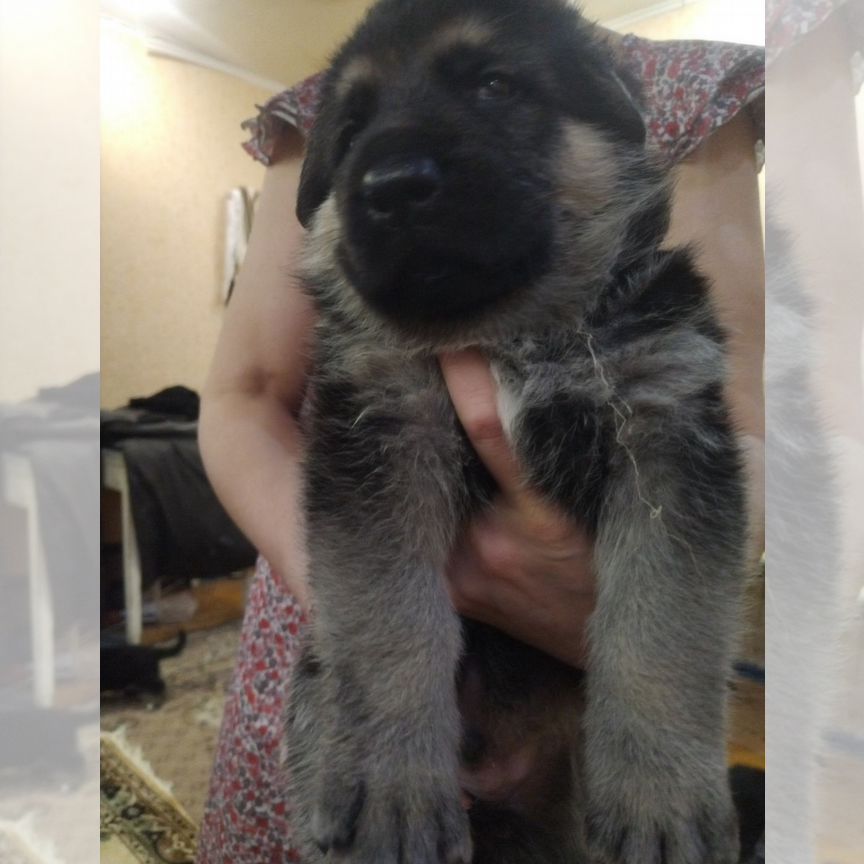 Восточноевропейская овчарка, щенок