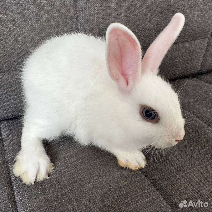 Декоративный кролик белый