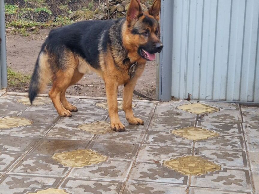 Собака немецкая овчарка