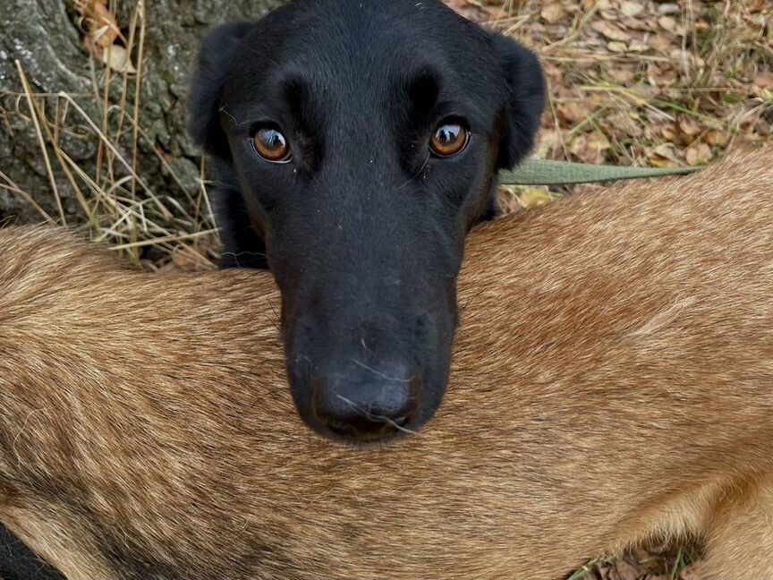 Собака в добрые руки