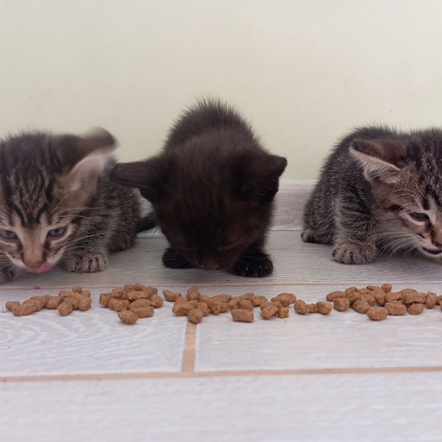 Кошка и котята в дар
