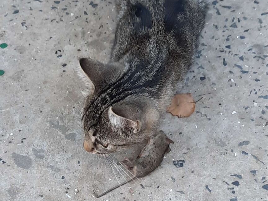 Котёнок мышеловка