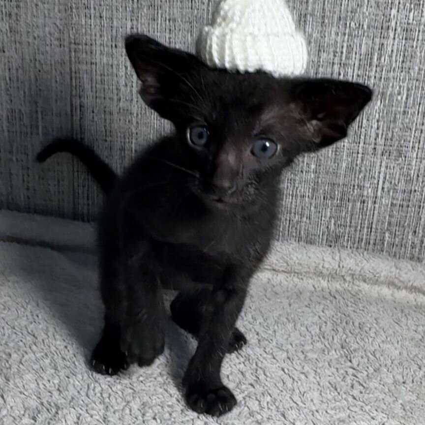Ориентальный котенок