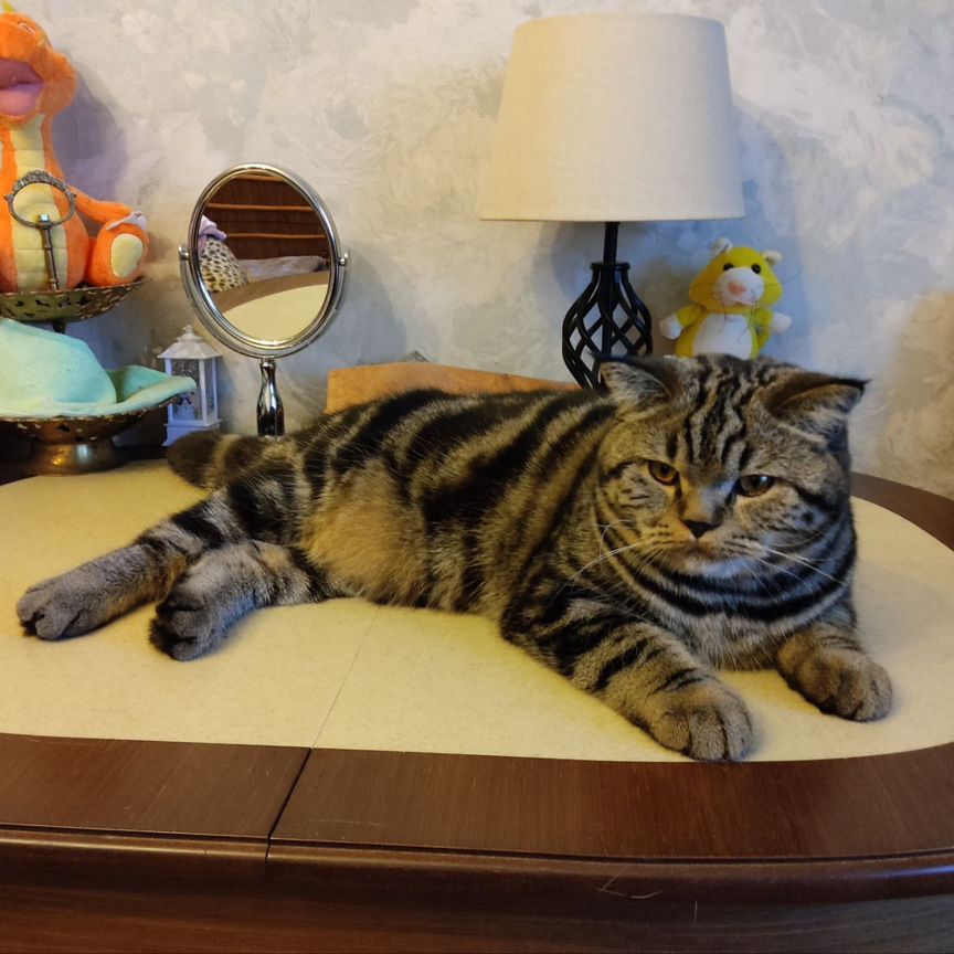 Британец прямоухий ждёт в гости выслоухую подружку