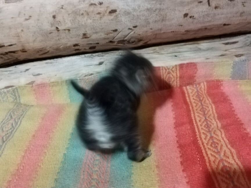 Котята в добрые руки бесплатно 2 кота и 1 кошка
