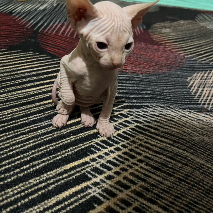 Котята сфинкс