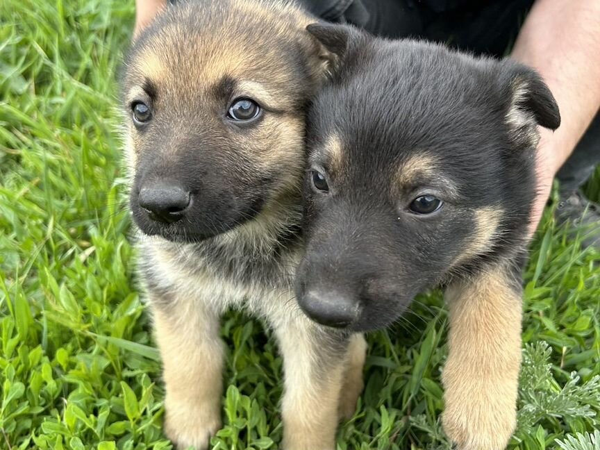 Восточноевропейская овчарка