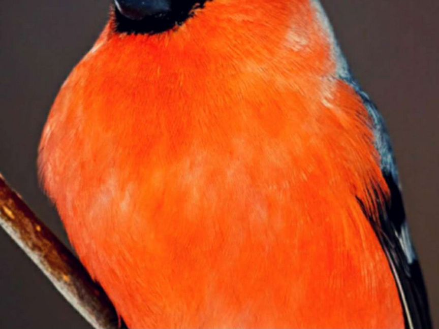 Продам певчую птицу под заказ, очень большой выбор