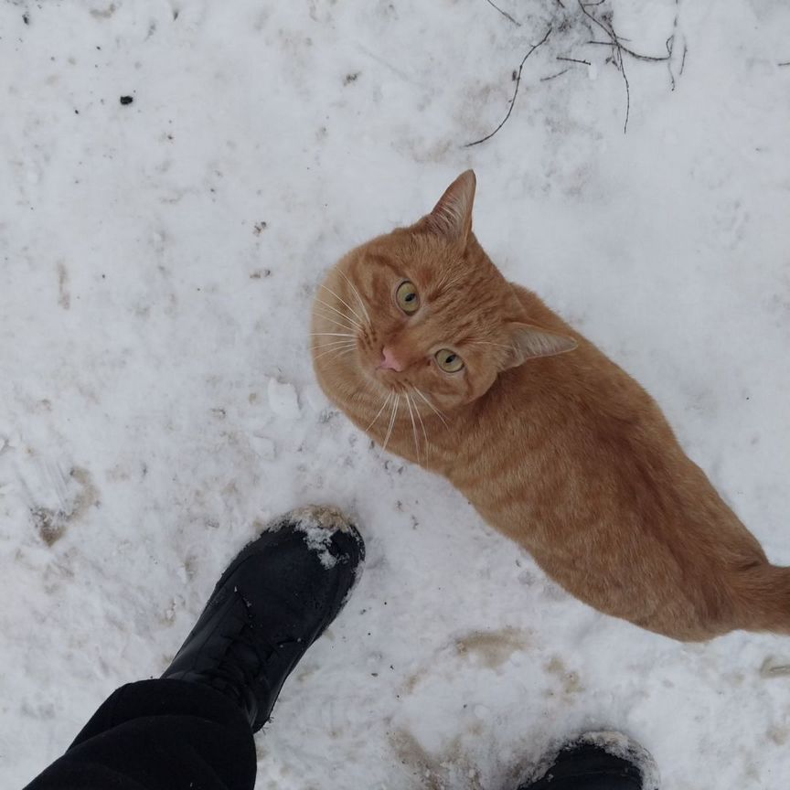 Кот