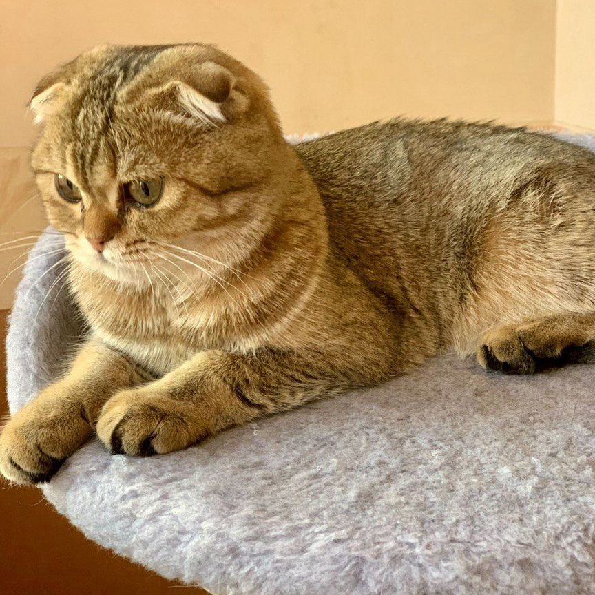 Шотландская кошка