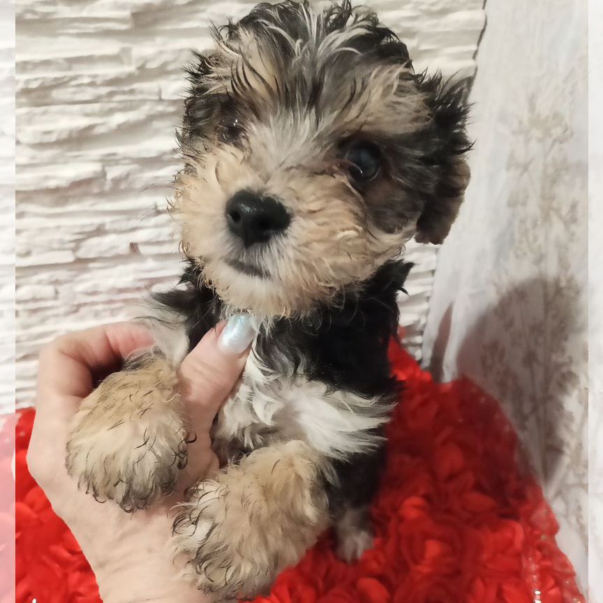 Йоркширский терьер, щенок