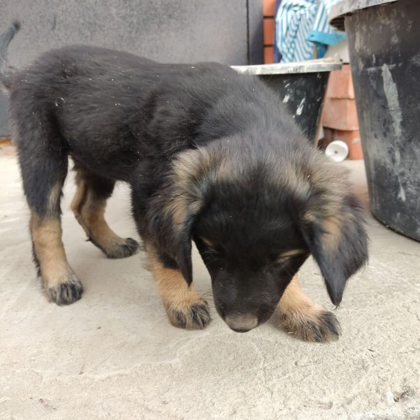 Щенки в добрые руки дворняжки, обе девочки