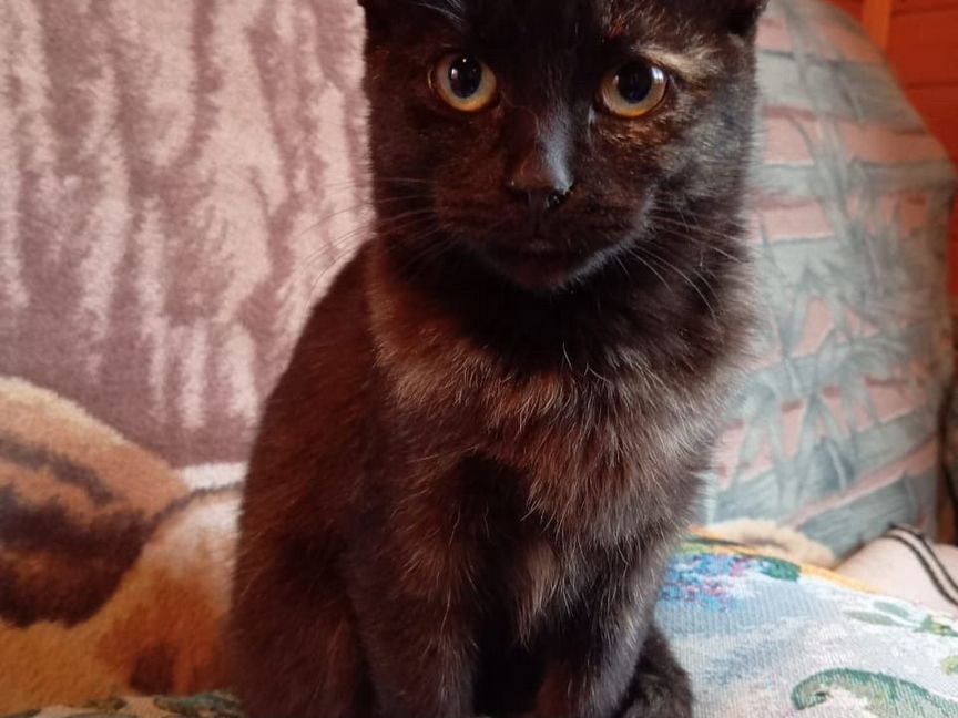 Лаура ласковая кошка осталась без мамы