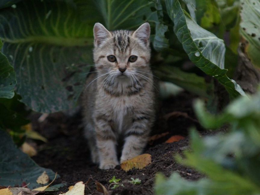 Шотландская кошка