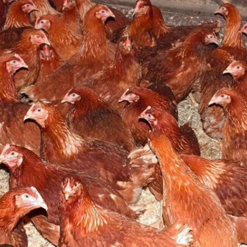 Куры молодки с доставкой до дома