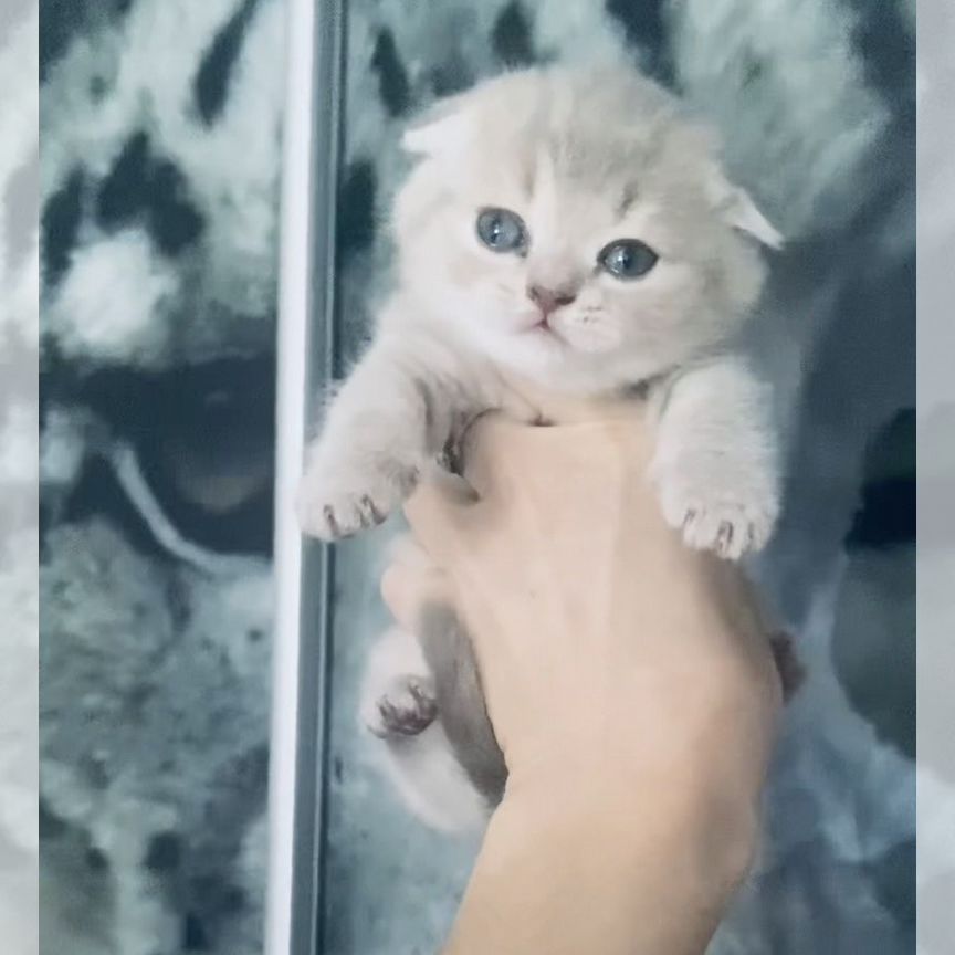 Шотландский вислоухий короткошёрстный котёнок