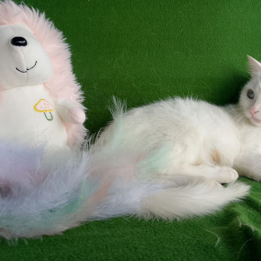 Мишель кошечка 1 год