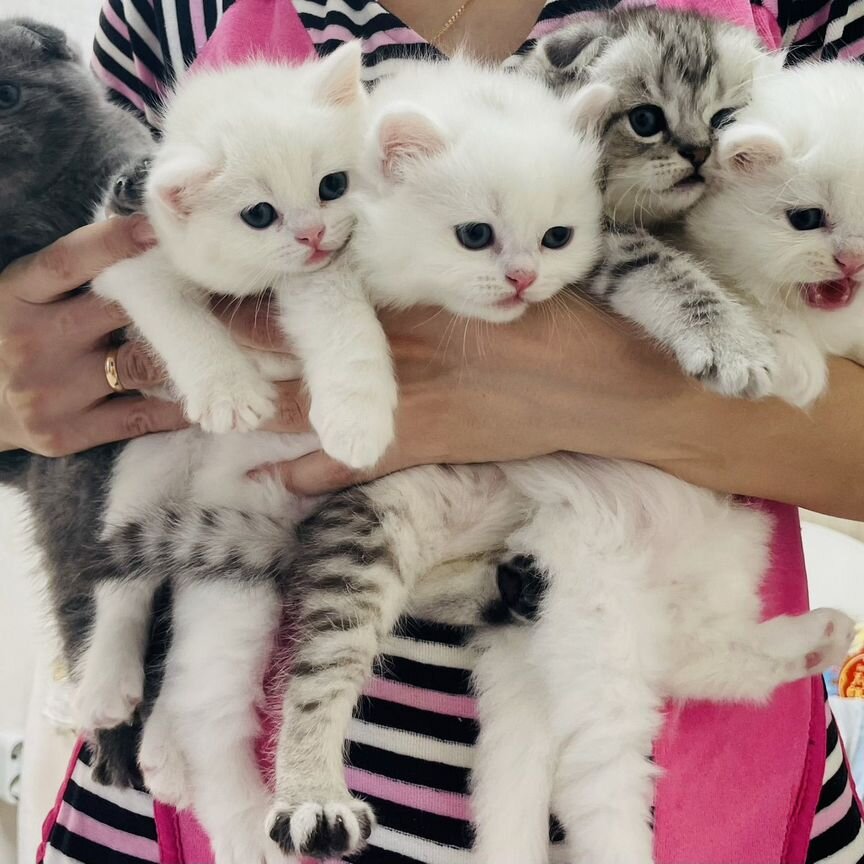 Шотландские котята