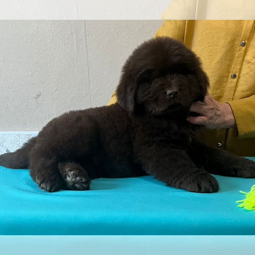 Ньюфаундленд