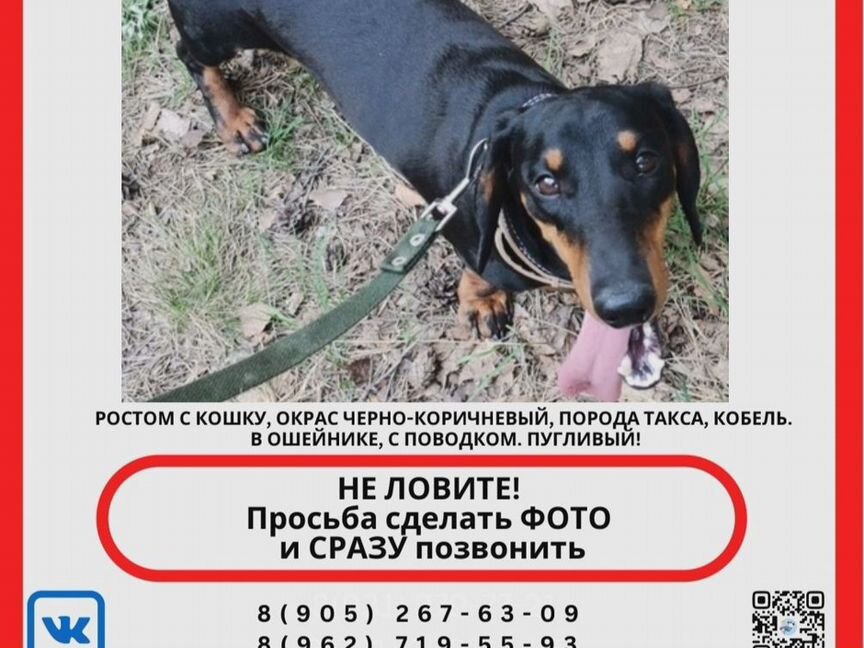 Такса Лаки 11 месяцев