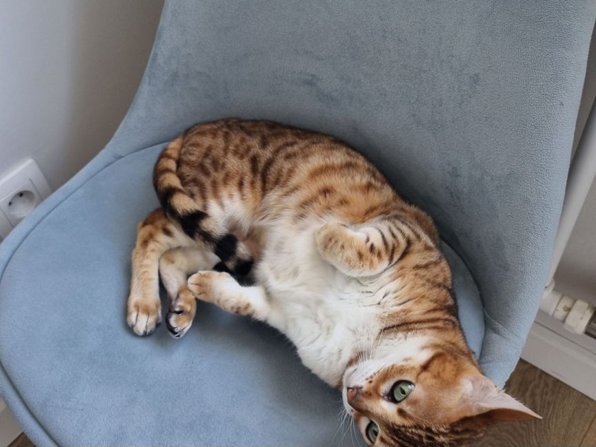 Кошки в добрые руки