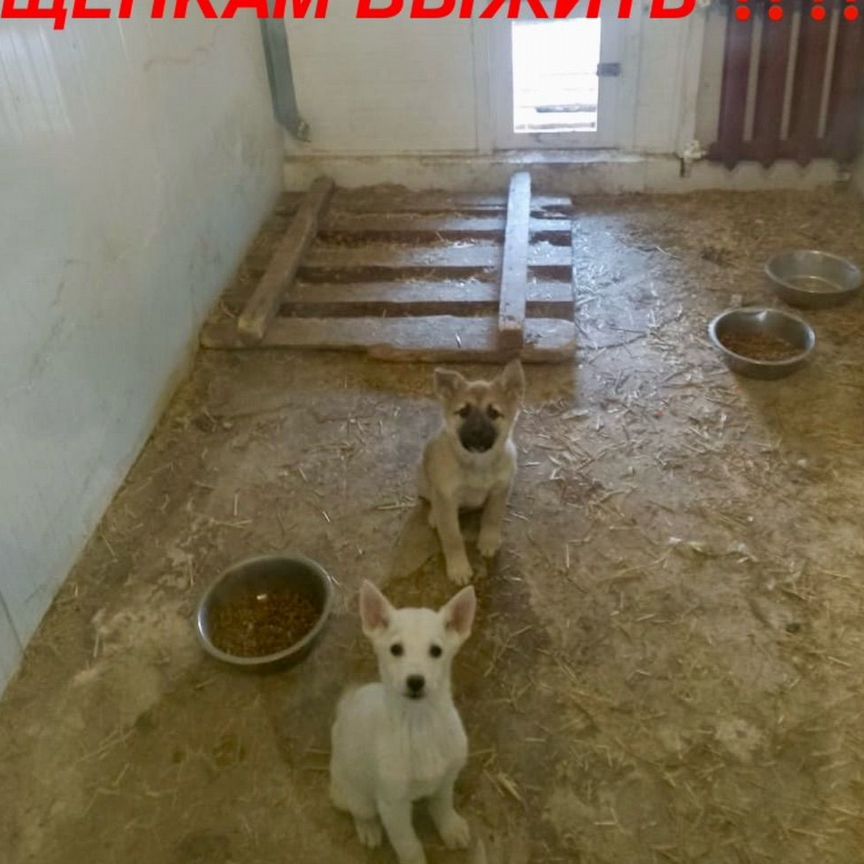 Помогите щенкам выжить
