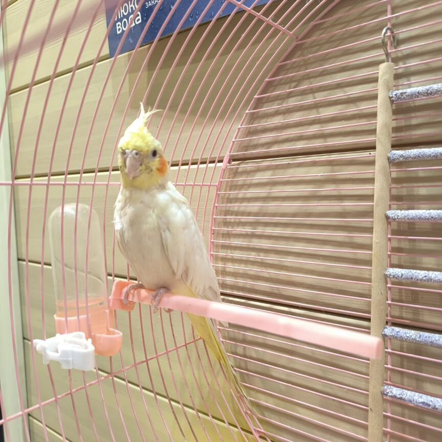 Продам попугая корелла