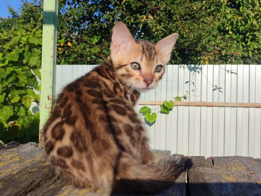 Бенгальские котята