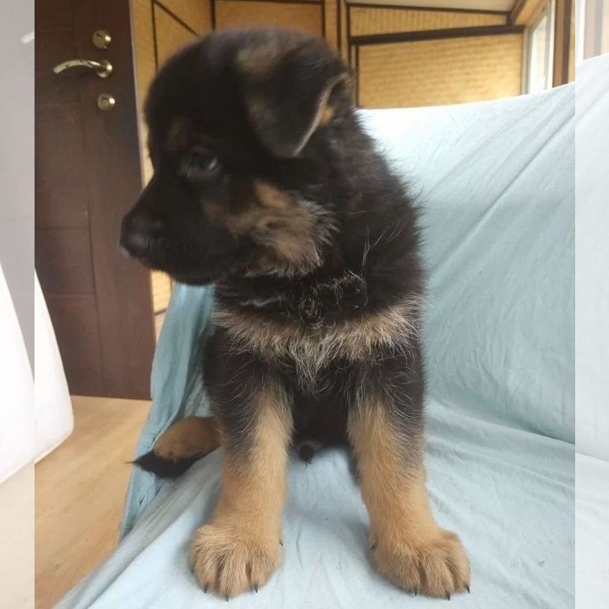 Немецкая овчарка щенки