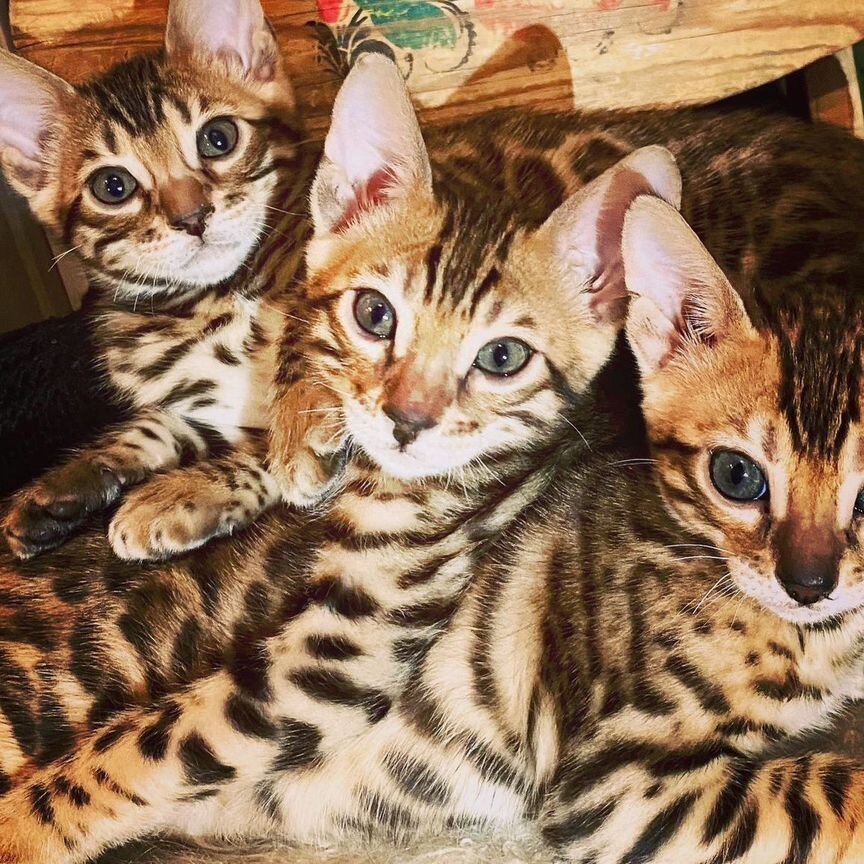 Бенгальская кошка