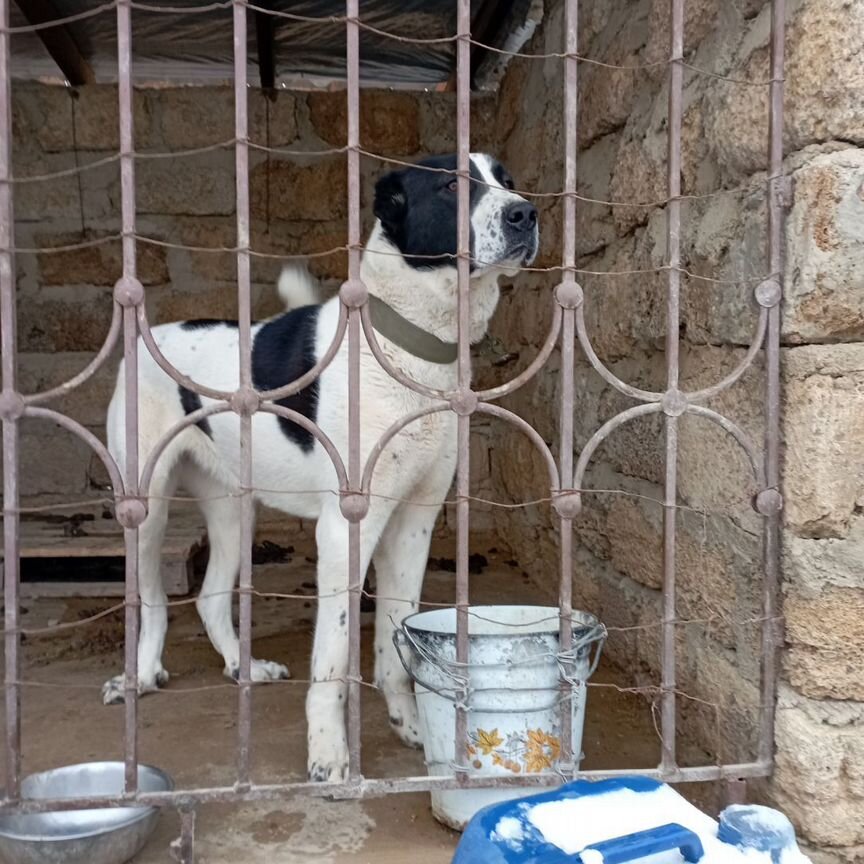 Собака алабай