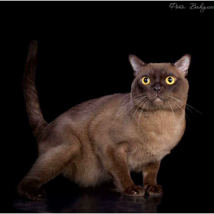 Кот американской бурмы