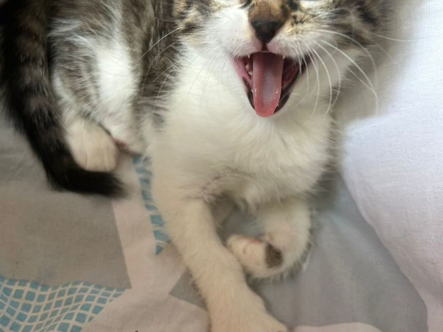 Гималайская кошечка