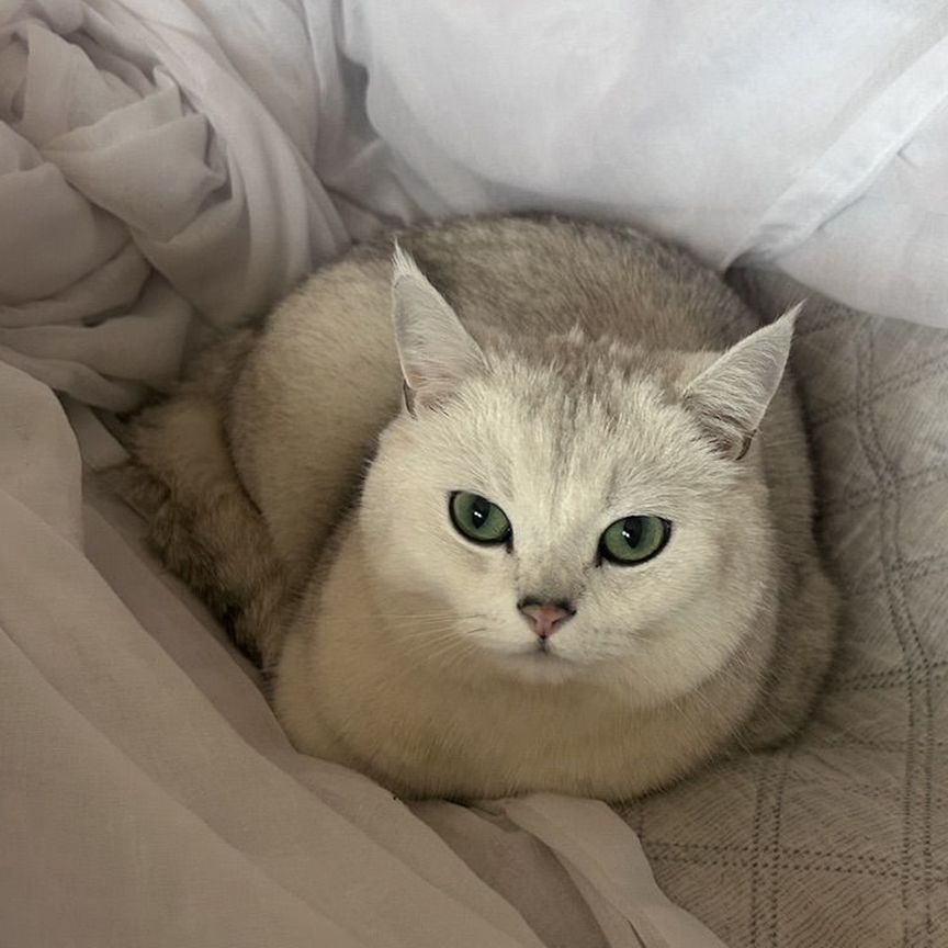 Британский кот