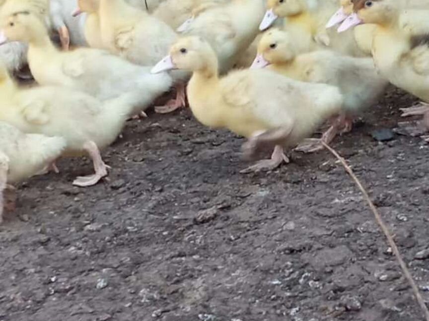 Мулларды 22-ти дневные