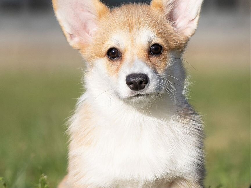 Щенки вельш-корги пемброк