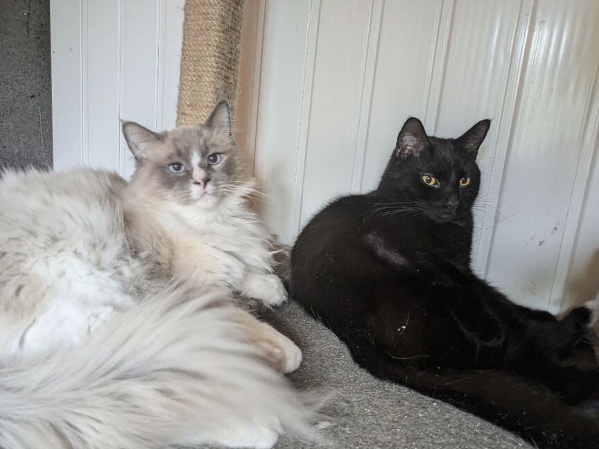 Рэгдолл Котик