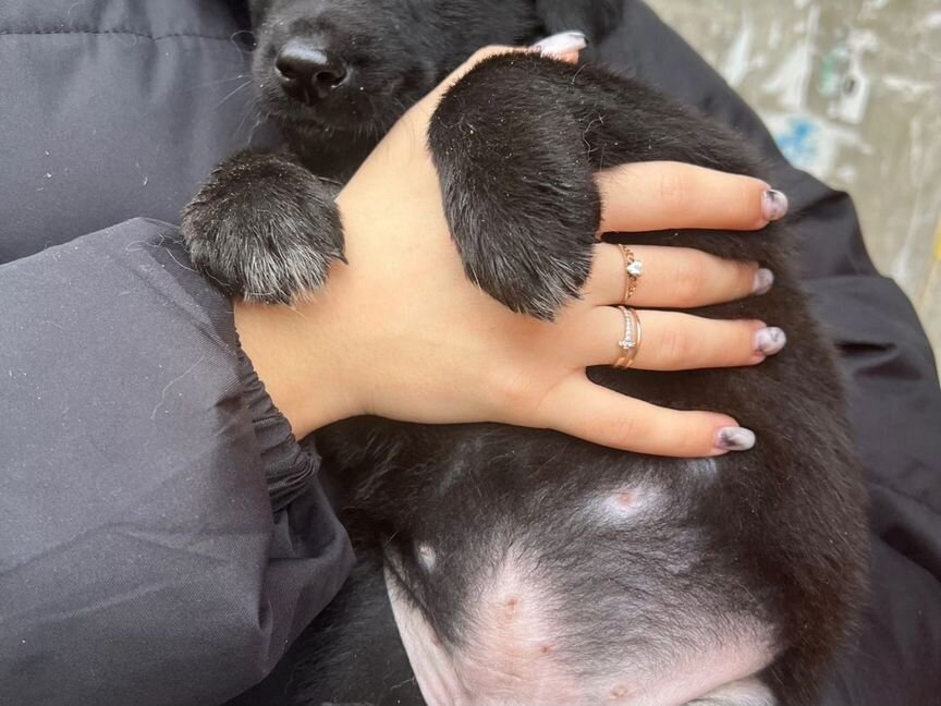 Подкинули щенка в подъезд Дзержинска