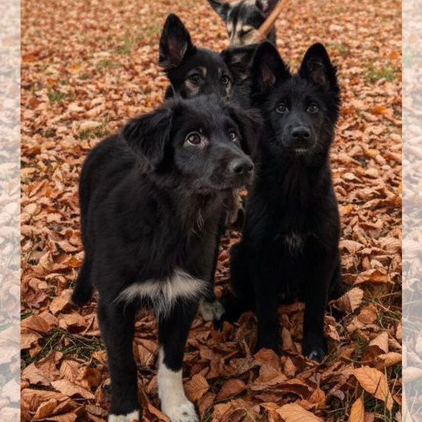 Щенок в добрые руки