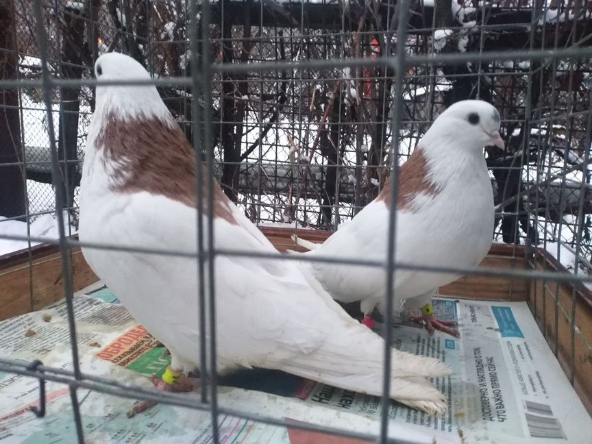 Ижевские голуби