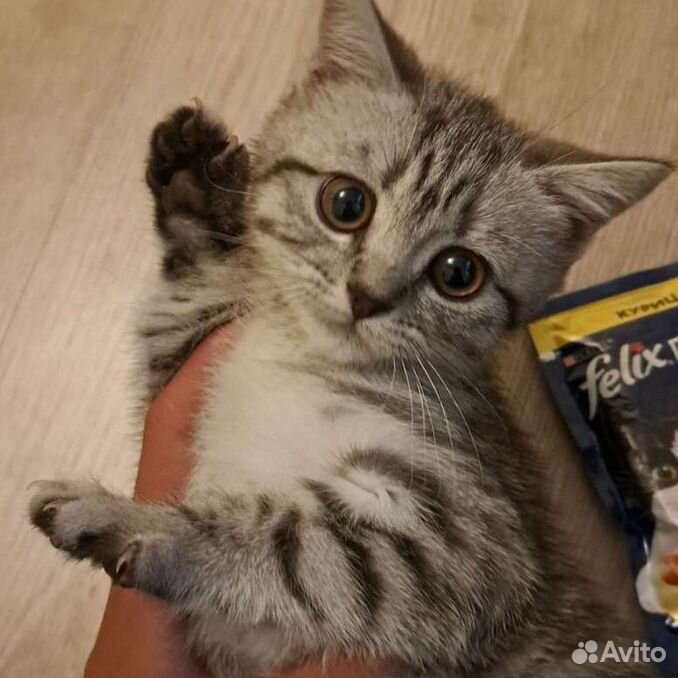 Котëнок 2 месяца