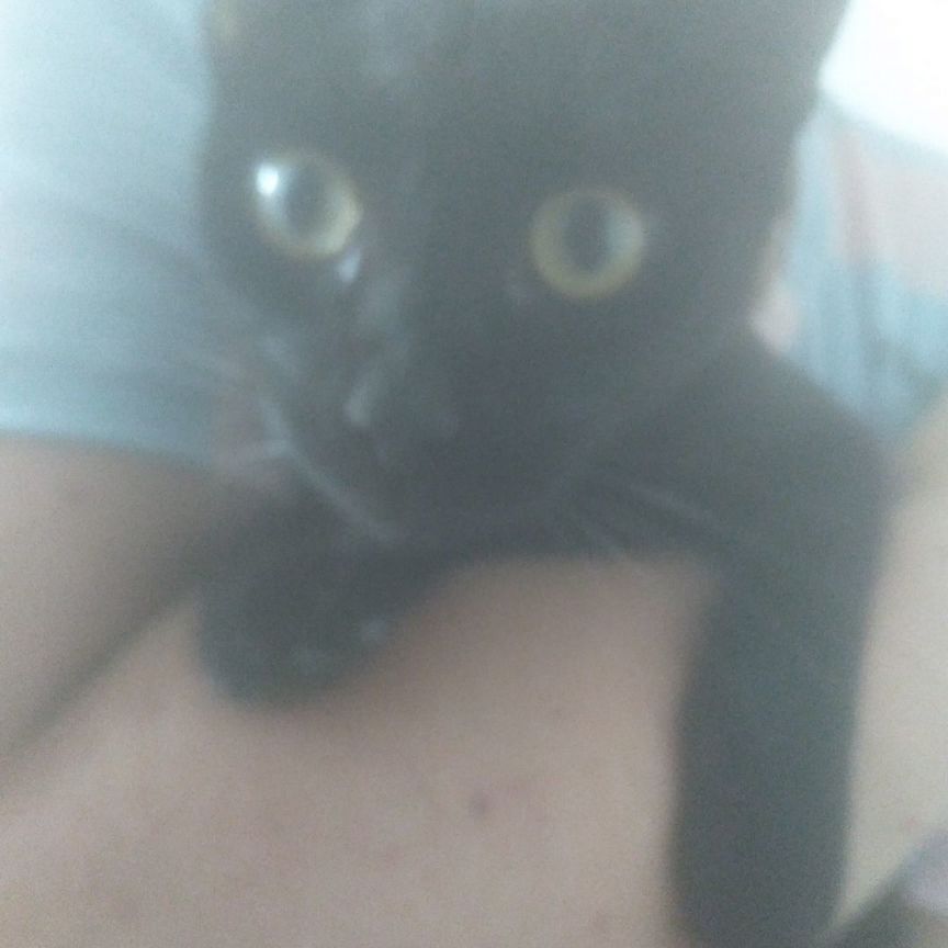 Отдам в добрые руки