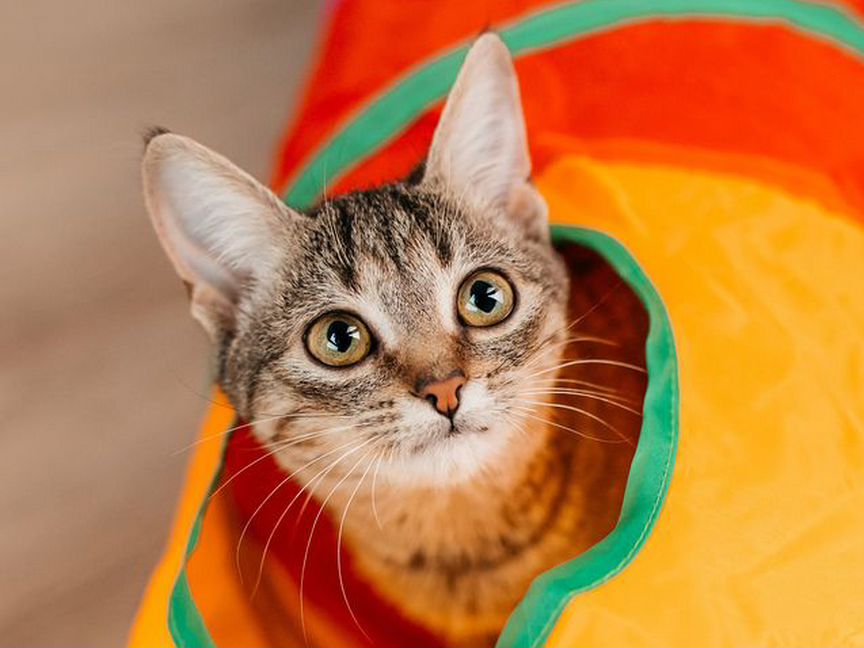 Котенок полосатый Веста в добрые руки