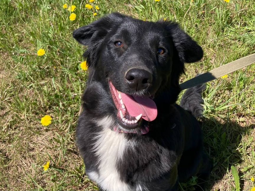 Отдам собаку в добрые руки