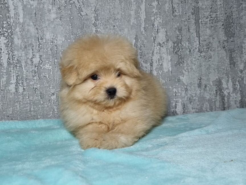 Мальчик дизайнерской породы помапу pomapoo
