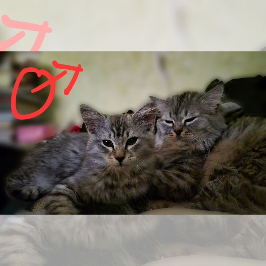 Котёнок от частного владельца