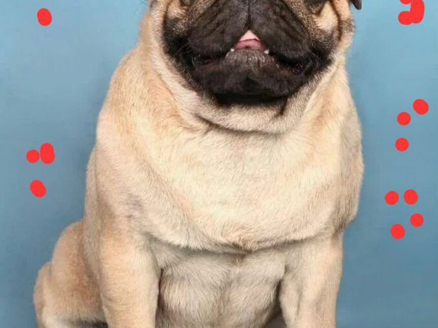 Мопс мальчик
